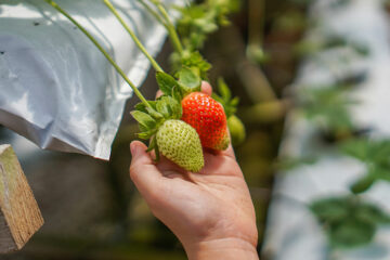 How to Ripen Strawberries: 7 Best Methods - flavrstream